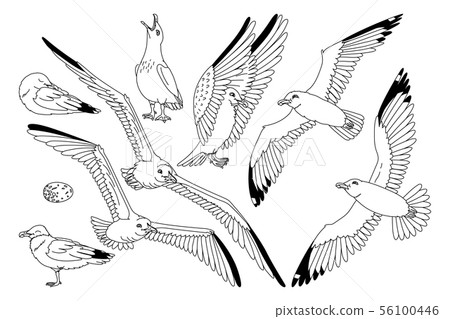 vector seagull sea gull set - Stock Illustration [56100446] - PIXTA