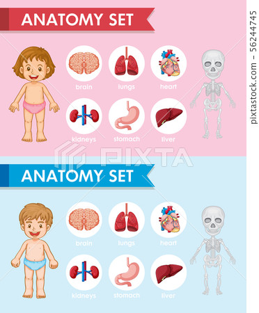 Scientific medical illustration of human antomy - Stock Illustration ...