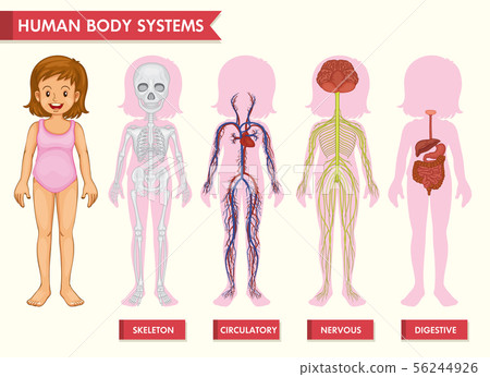 Scientific medical illustration of human body - Stock Illustration ...