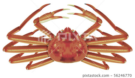 Snow crab - Stock Illustration [56246770] - PIXTA
