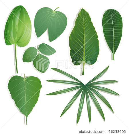 Different shape of leaves Set 2 - Stock Illustration [56252603] - PIXTA