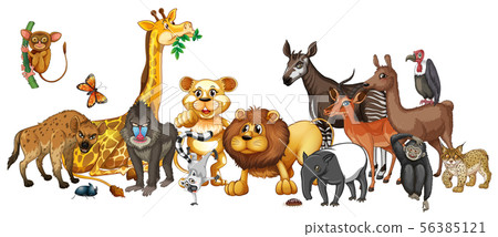 Different wild animals on white background - Stock Illustration ...