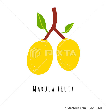 Marula fruit flat vector illustration - Stock Illustration [56400606 ...