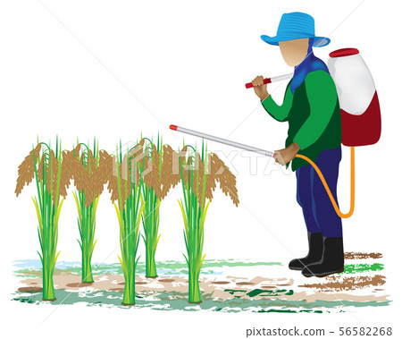 farmer sprays rice plant vector design - Stock Illustration [56582268 ...