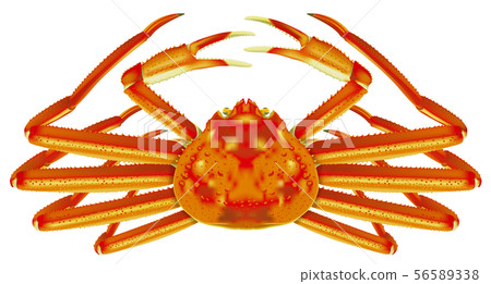 Snow crab - Stock Illustration [56589338] - PIXTA