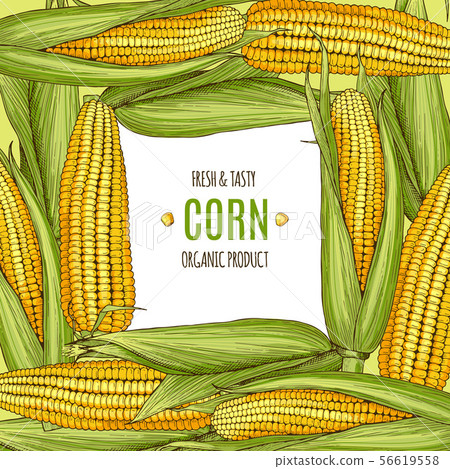 Colored background illustration with corn.... - Stock Illustration ...