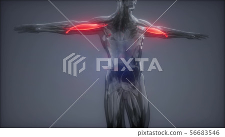 biceps - Visible muscle anatomy map - Stock Illustration [56683546] - PIXTA