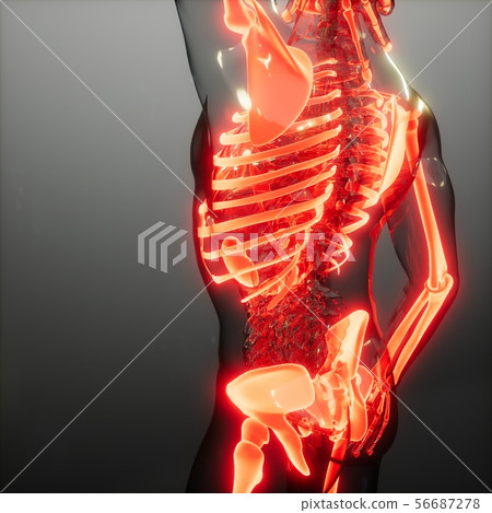 Transparent Human Body with Visible Bones - Stock Illustration ...