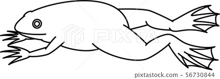 Xenopus - Stock Illustration [56730844] - PIXTA