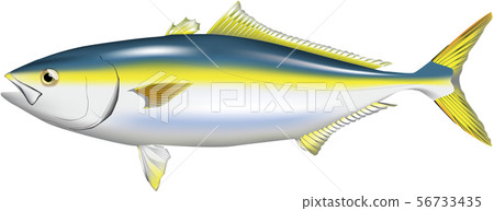 Yellowtail - Stock Illustration [56733435] - PIXTA