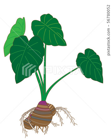 Taro Plant Drawing Taro Plant Royalty Free Stock Image Storyblocks