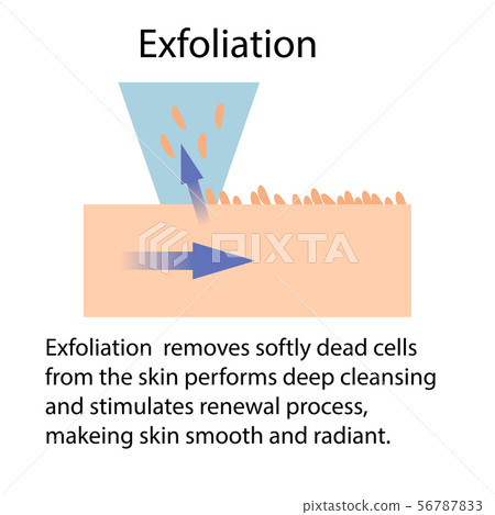 Exfoliation or Peeling, vector illustration... - Stock Illustration ...