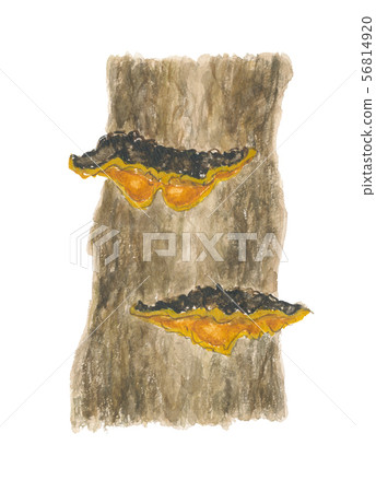 Meshimakobu - Stock Illustration [56814920] - PIXTA