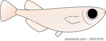 Medaka female - Stock Illustration [56837079] - PIXTA