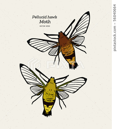 pellucid hawk moth or coffee clearwing, is a moth. - Stock Illustration ...