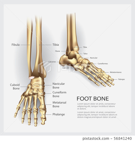 Foot Bone Vector Illustration - Stock Illustration [56841240] - PIXTA