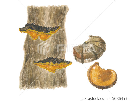 Meshimakobu - Stock Illustration [56864533] - PIXTA