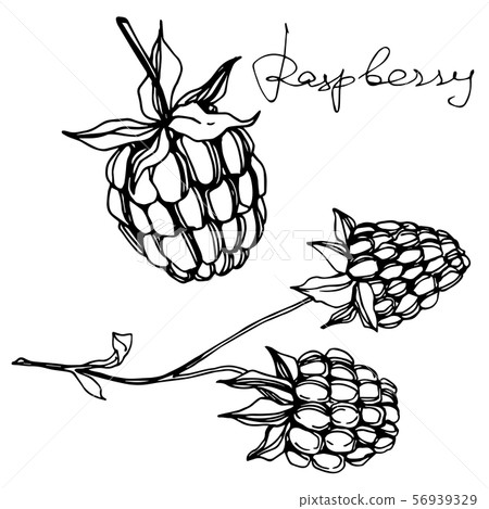 Vector Raspberry healthy food fresh berry... - Stock Illustration ...