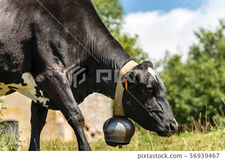 Cow With Cowbell