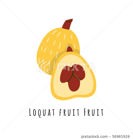 Loquat fruit illustration - Stock Illustration [56965926] - PIXTA