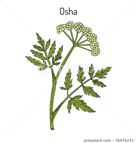 Osha Ligusticum porteri , medicinal plant - Stock Illustration ...