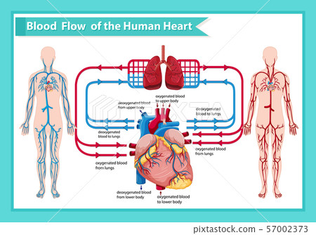 Scientific medical illustration of human blood - Stock Illustration ...