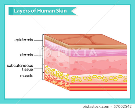 Scientific medical illustration of human skin - Stock Illustration ...
