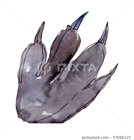 Rabbit hoof farm animal isolated. Watercolor... - Stock Illustration ...