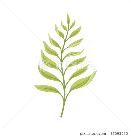Wide branch with two rows of leaves. Vector... - Stock Illustration ...