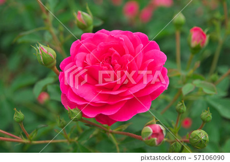 David Rose Flower