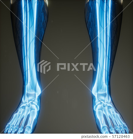 Transparent Human Body with Visible Bones - Stock Illustration ...