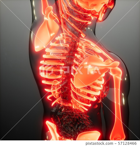 Transparent Human Body with Visible Bones - Stock Illustration ...