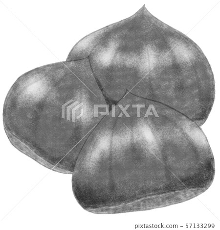 Chestnut (gray) - Stock Illustration [57133299] - PIXTA