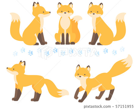 Fox full body illustration set - Stock Illustration [57151955] - PIXTA