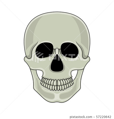 Human skull isolated on white background - Stock Illustration [57220642 ...
