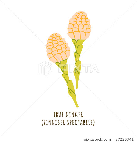 True ginger tropical flower - Stock Illustration [57226341] - PIXTA