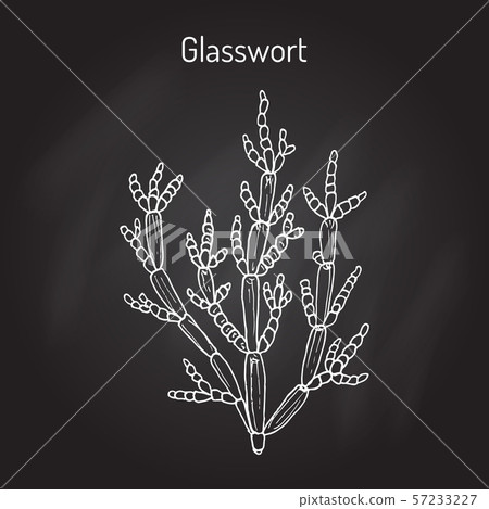 Common glasswort Salicornia europaea ,... - Stock Illustration ...