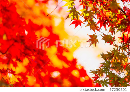 Autumn maple illustration - Stock Illustration [57250801] - PIXTA