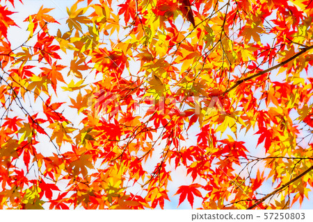 Autumn maple illustration - Stock Illustration [57250803] - PIXTA