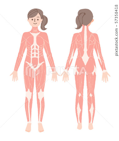 Female muscle before and after - Stock Illustration [57358418] - PIXTA