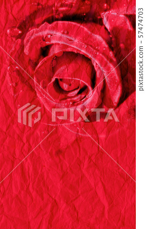 Red rose on paper background - Stock Illustration [57474703] - PIXTA