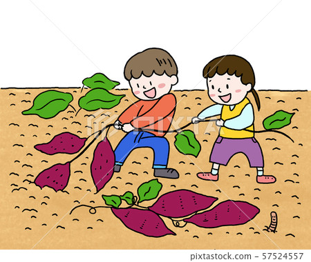 Sweet potato digging - Stock Illustration [57524557] - PIXTA