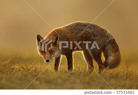 Close-up of a Red fox at sunset - Stock Photo [57531061] - PIXTA