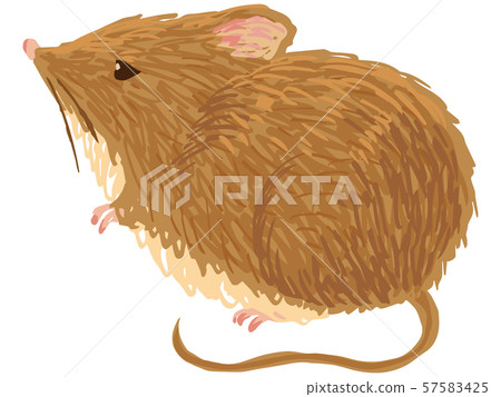 Wild mouse hand drawn style illustration - Stock Illustration [57583425 ...