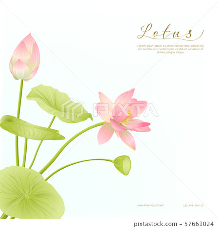 Lotus flowers banner. - Stock Illustration [57661024] - PIXTA
