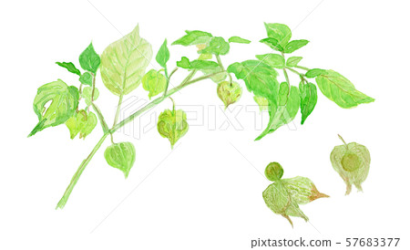 Physalis pubescens - Stock Illustration [57683377] - PIXTA