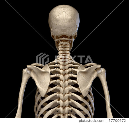 Human Anatomy, skeletal system of the Torso.... - Stock Illustration ...