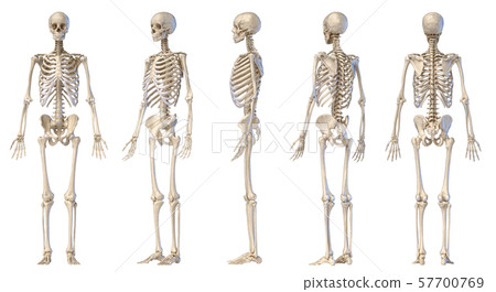 Human male skeleton full figure. Five views. - Stock Illustration ...