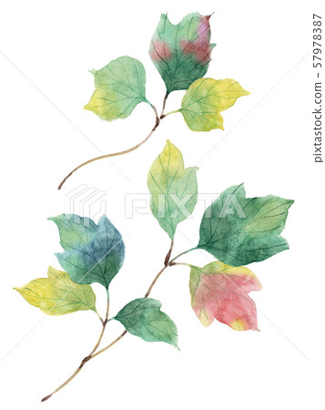 Kudzu - Stock Illustration [57978387] - PIXTA