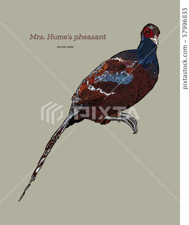 Mrs. Hume's pheasant (Syrmaticus humiae), hand - Stock Illustration ...